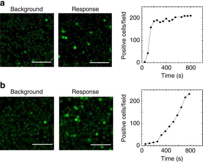 ProMix™ Peptide Pools - Chinese (混合肽) - ProImmune
