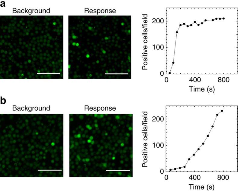 ProMix™ Peptide Pools - Chinese (混合肽) - ProImmune